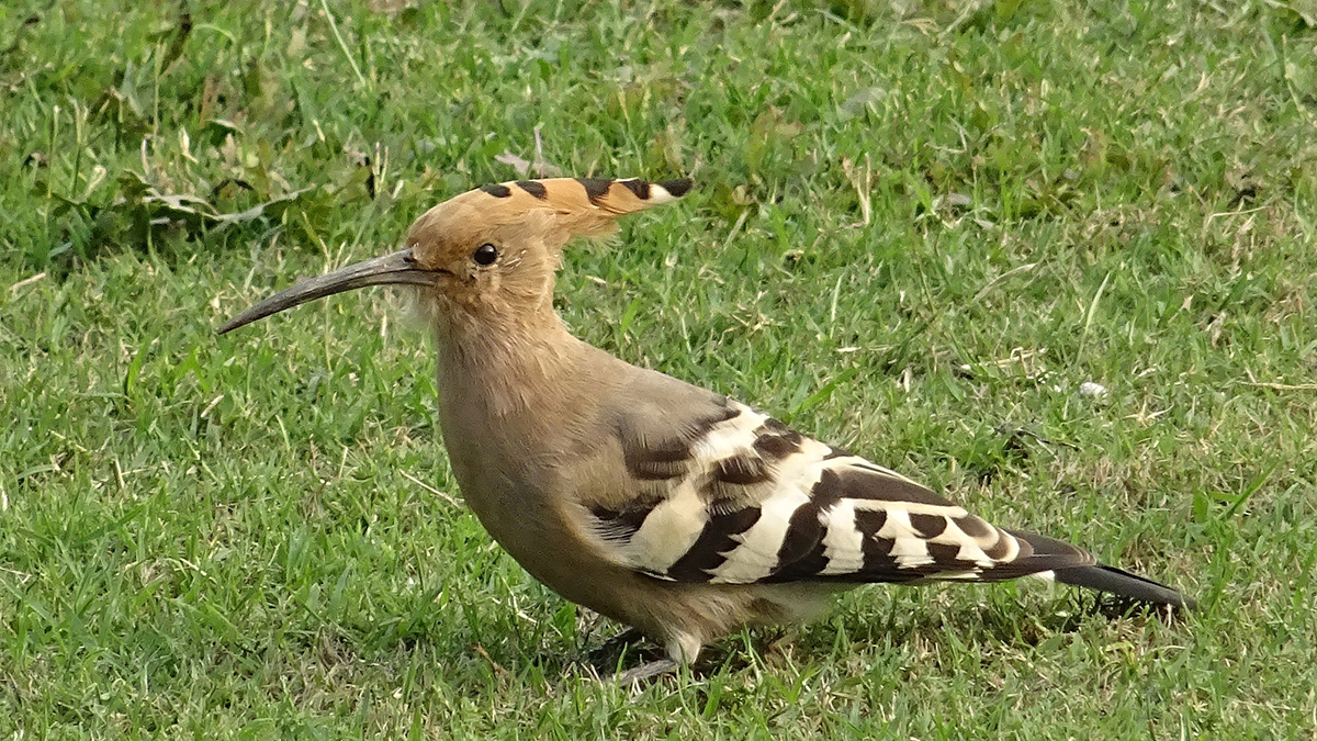 Huppe fasciée, bel oiseau à la crête ébouriffée orange et noire