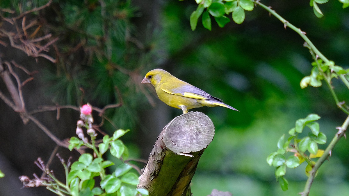 Verdier d’Europe, passereau au plumage éclatant vert jaune